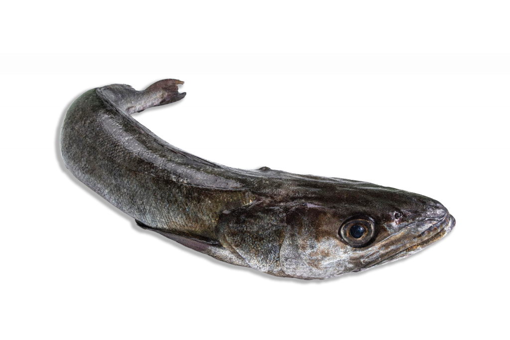 Ficha técnica Merluza - OPPAO · Organización de Productores de Pesca de ...